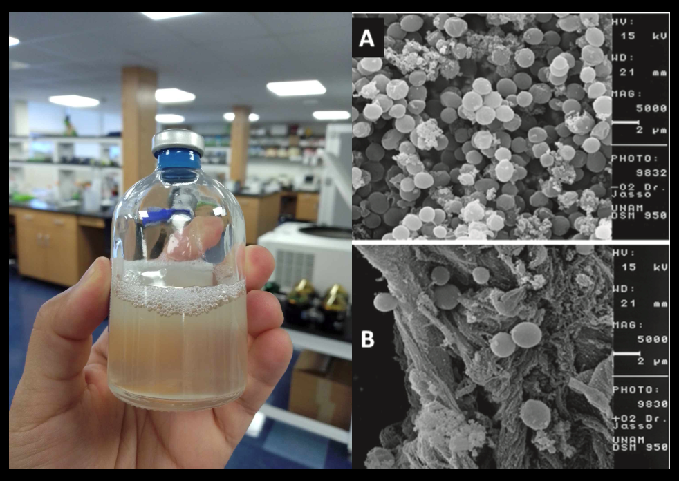 Arcane Archaea | Department of Molecular and Cell Biology